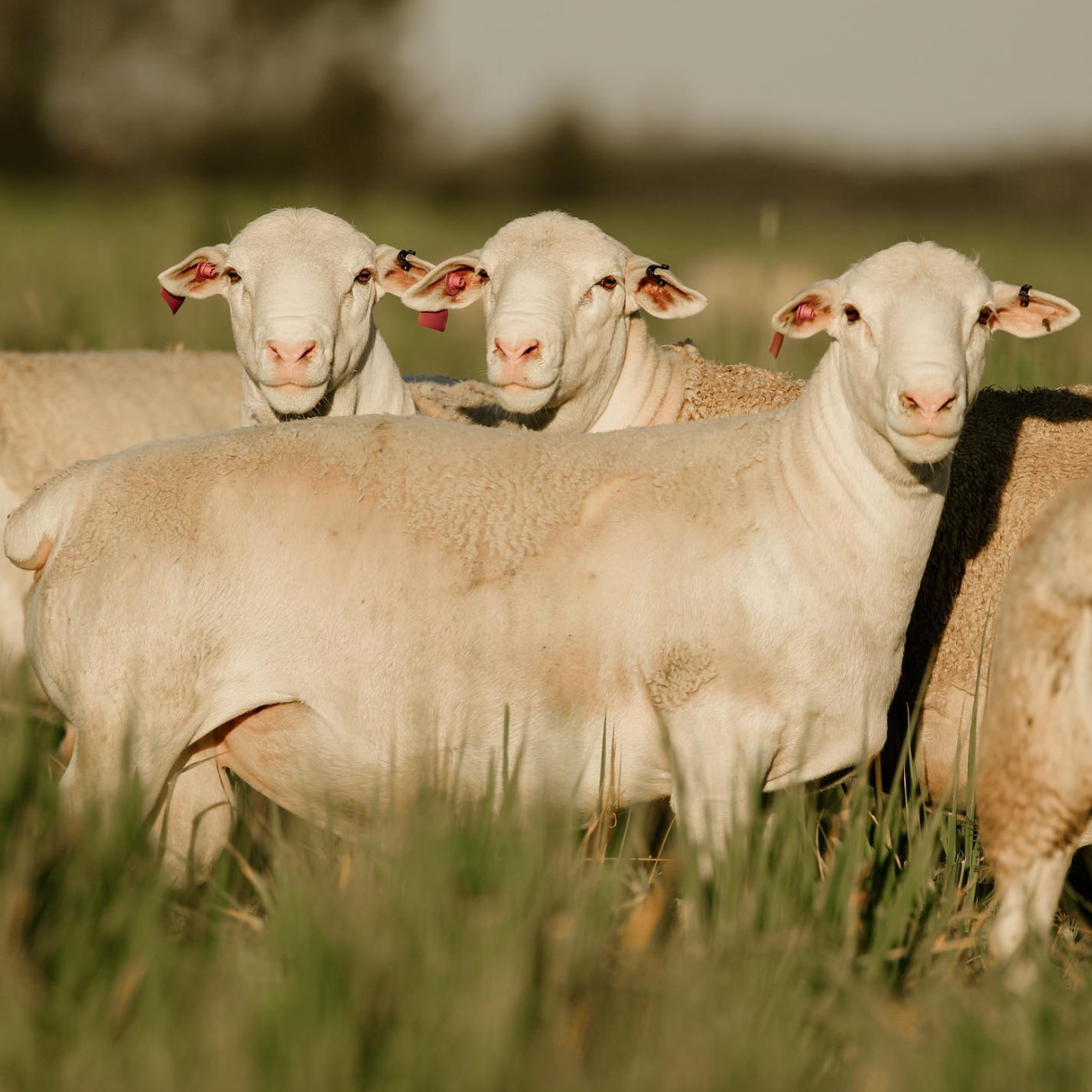 Lambing Season - Winter '24 – New England Lamb